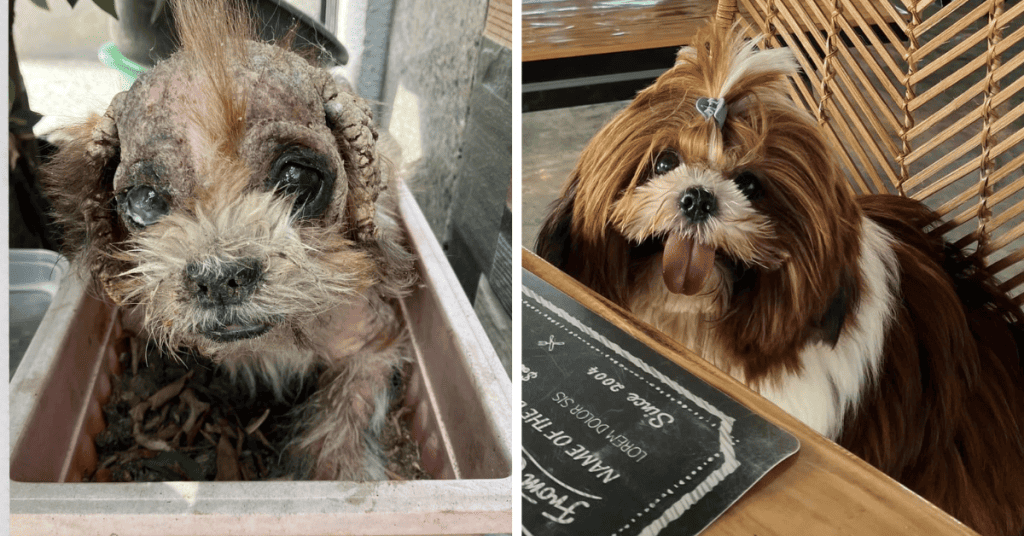 ‘Rags to Riches’: Netizen shares inspiring story of rescued furbaby ...